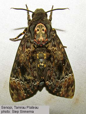 Papua Insects Foundation (Lepidoptera/Sphingidae/Acherontia lachesis)